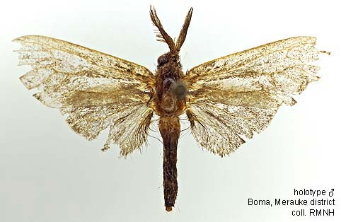 Papua Insects Foundation (Lepidoptera/Psychidae/Eumeta meraukensis)